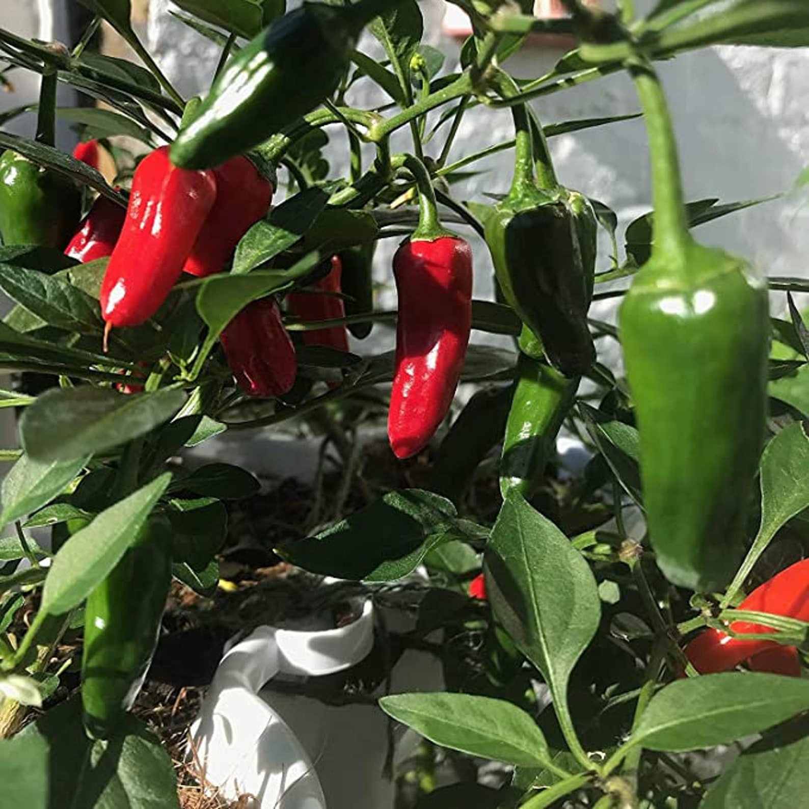 Chilli Pepper Plants 'apache' 12 X Plug Plant Pack | Etsy