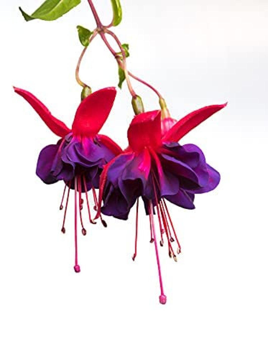 Garden Perennial Fuchsia 'lady Boothby' Full Plant in 1 Litre Pot Plant ...