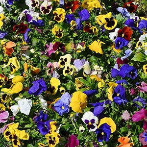 Flowering Plants Pansy 'delta Mix' 20 X Full Plant Pack Mixed Colours ...