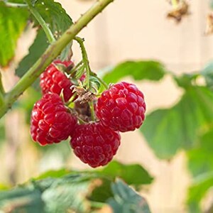 Fruit Plants Raspberry 'malling Juno' 1 X Large Plant in a 2 Litre Pot ...