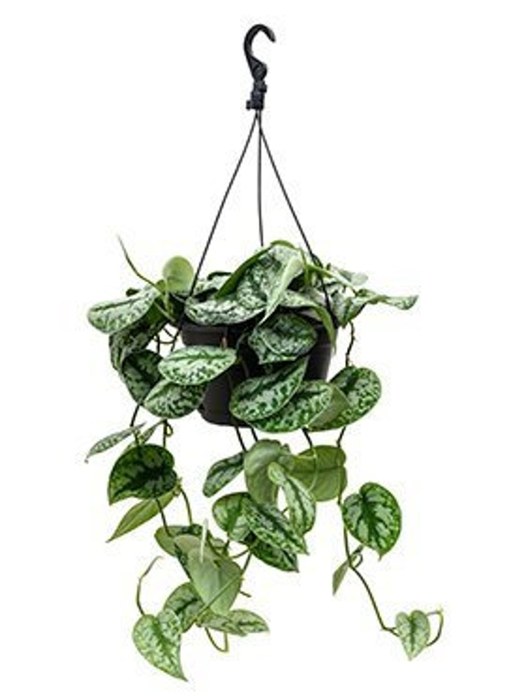 House Plant Scindapsis Pictus Trebi Silk Pothos 13cm Pot - Etsy UK