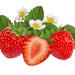Fruit Plants Raspberry 'malling Juno' 1 X Large Plant in a 2 Litre Pot ...