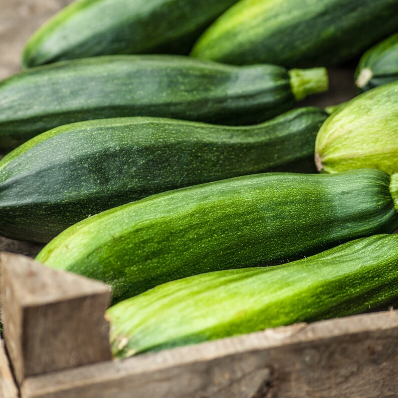 Vegetable Plants Courgettes 3 X Full Plants in 9cm Pots - Etsy UK