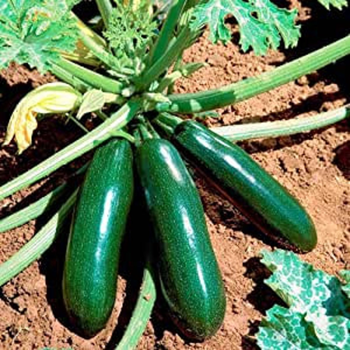 Vegetable Plants Courgettes 3 X Full Plants in 9cm Pots | Etsy UK
