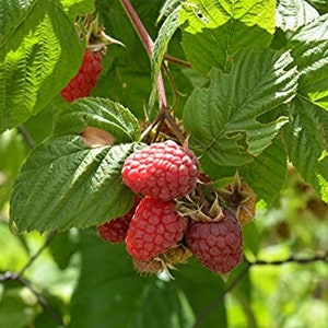 Fruit Plants Raspberry 'malling Juno' 1 X Large Plant in a 2 Litre Pot ...