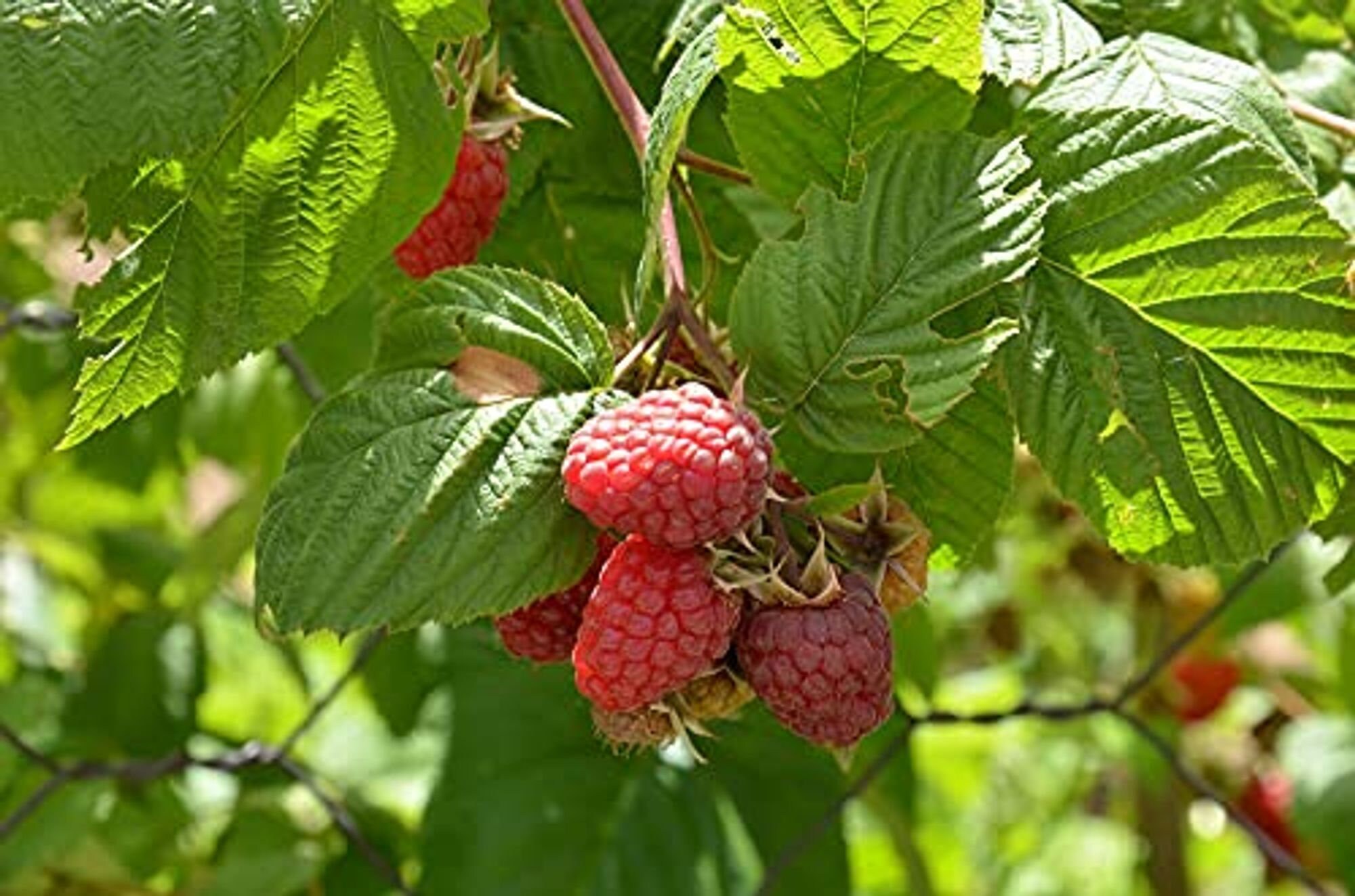 Fruit Plants Raspberry 'malling Juno' 1 X Large - Etsy UK