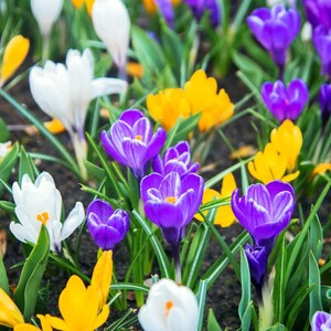 Spring Bulbs Crocus 'mixed' Bulb Pack - Etsy UK