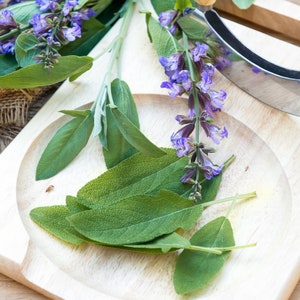 Herb Plants Sage 'english' 2 X Full Plants in 9cm Pots Garden Ready ...