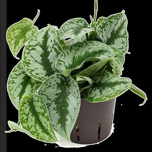 House Plant Scindapsis Pictus Trebi Silk Pothos 13cm Pot - Etsy UK