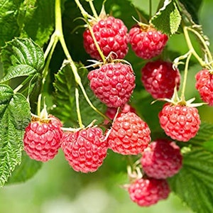 Fruit Plants Raspberry 'malling Juno' 1 X Large Plant in a 2 Litre Pot ...