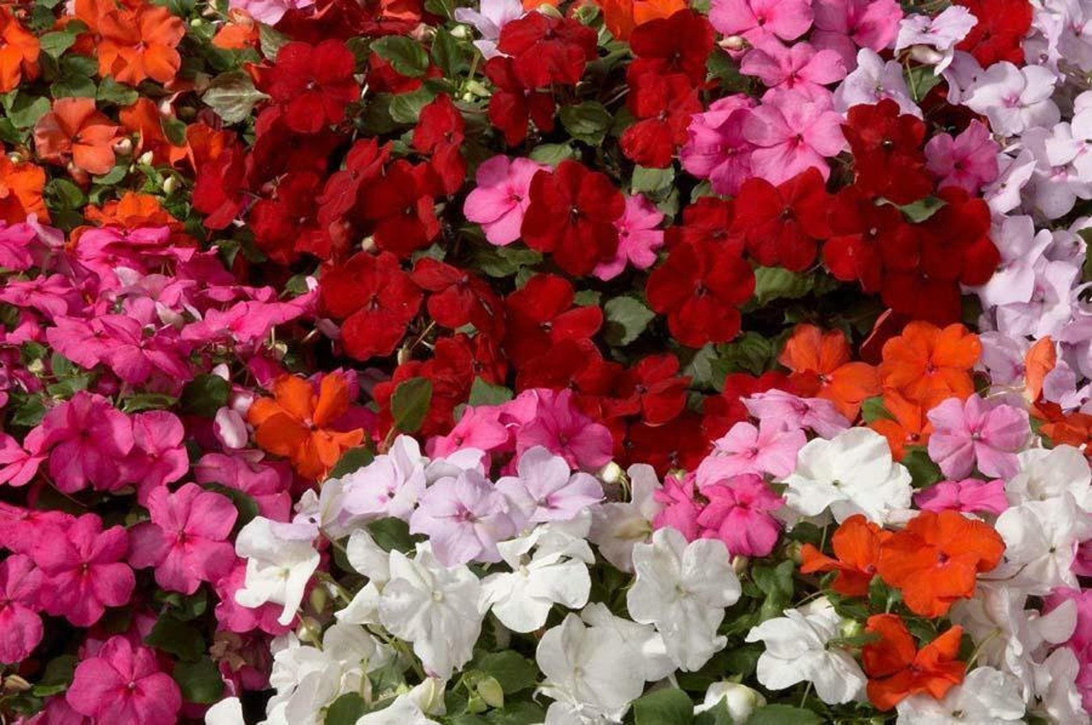 Seeds Busy Lizzy Impatiens Mix Flower Beautiful Hanging Annual | Etsy