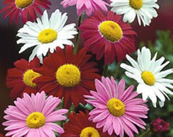 Pyrethrum Daisy | Etsy