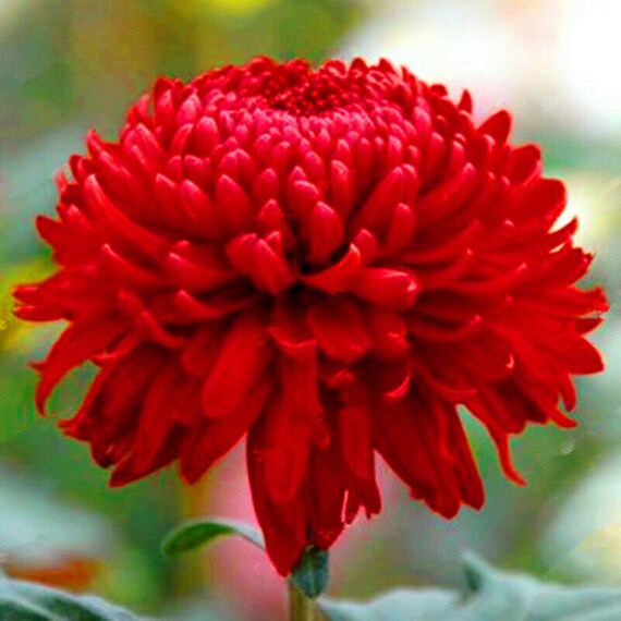 Seeds Rare Aster Flame Red Annual Outdoor Garden Cut Organic | Etsy