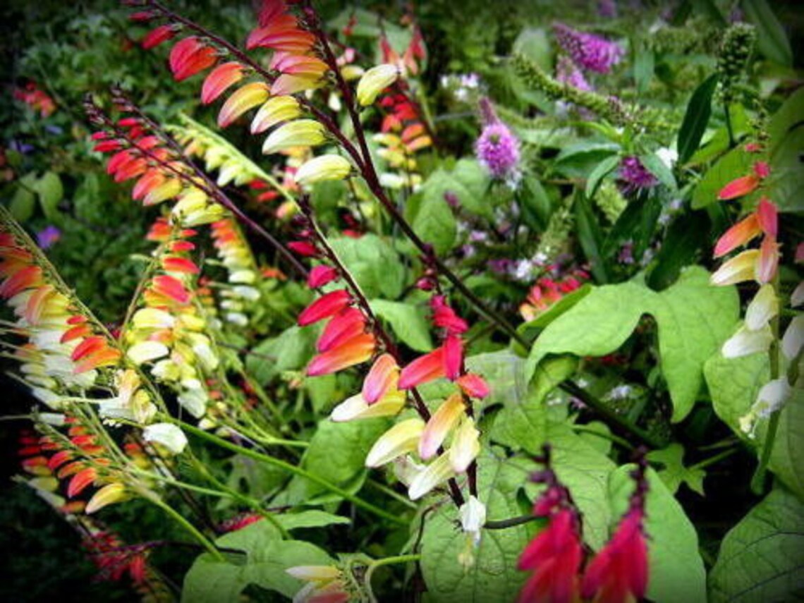 Natural Mina Lobata Quamoclit Spanish Flag Flower Seeds - Etsy Canada