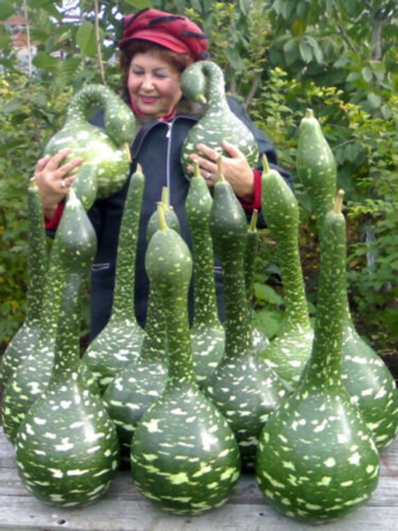 Natural Lagenaria Cobra Seeds Heirloom Vegetable Seed Annuals - Etsy