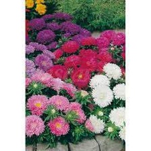 Natural Flower Dwarf Aster Mix Seeds Organic Ukraine | Etsy