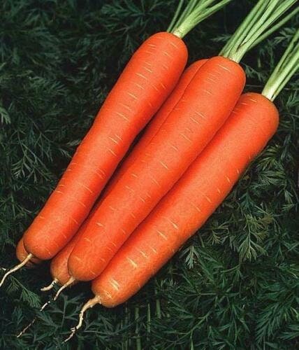 Seeds Carrot Red Giant Vegetable Organic Heirloom Ukraine | Etsy