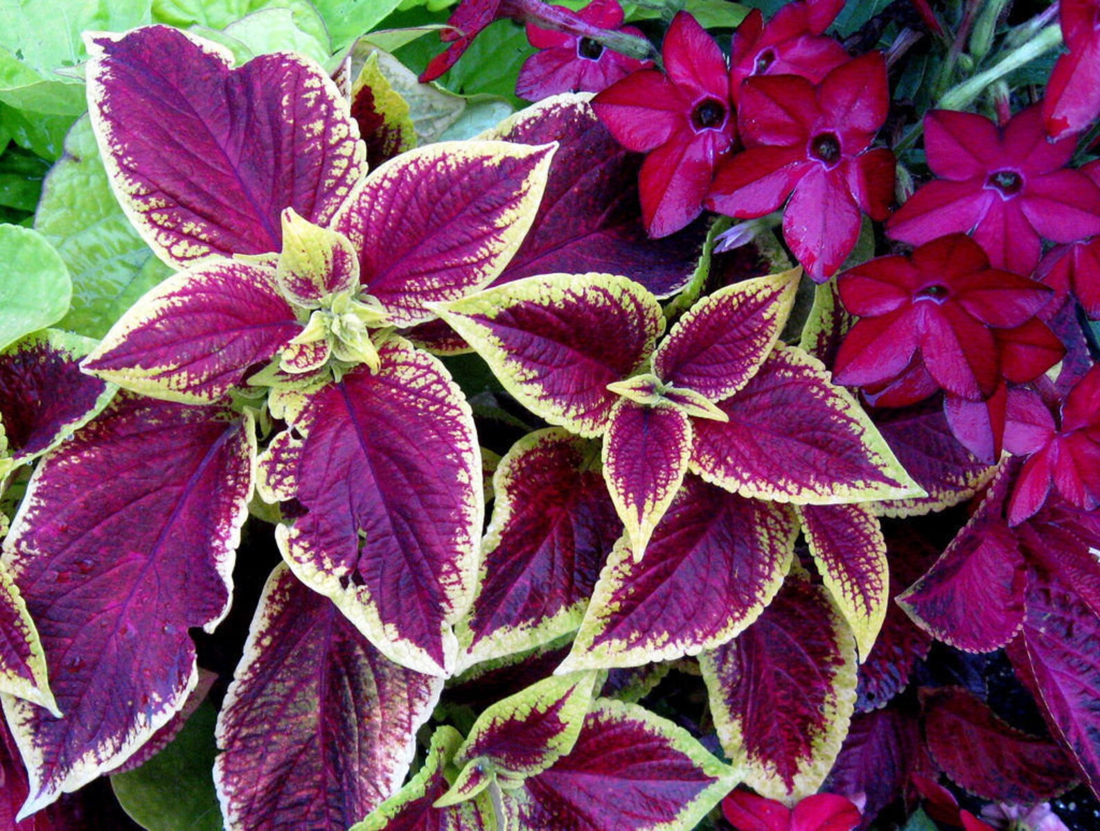 Graines Rare Coleus Fleurs Vivaces Handing Garden Bio Belle - Etsy France