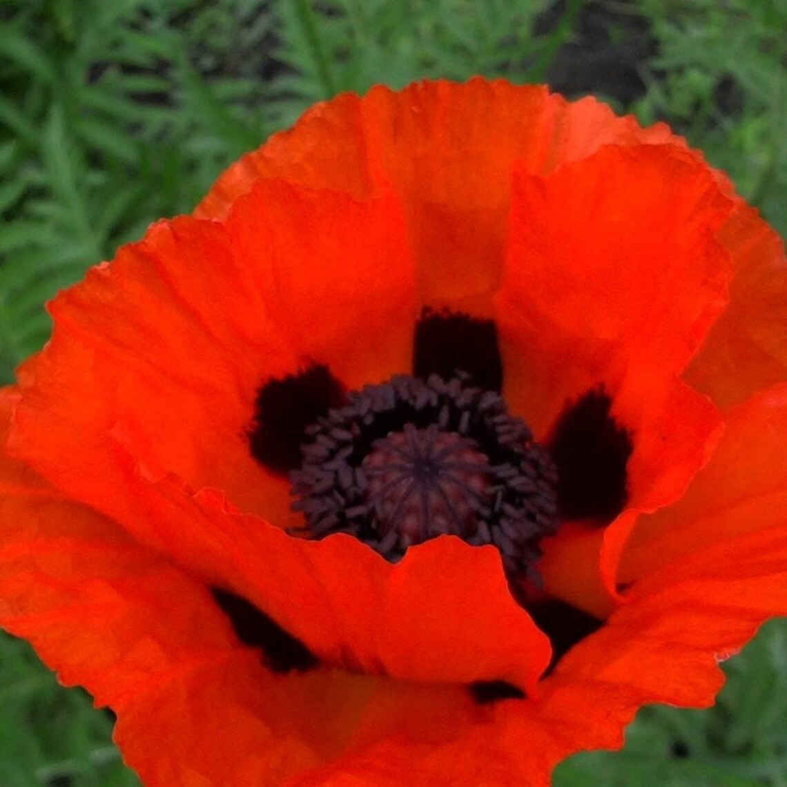 Natural Flower Oriental Poppy Seeds Organic Ukraine | Etsy