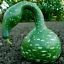 Natural Lagenaria Cobra Seeds Heirloom Vegetable Seed Annuals - Etsy