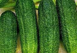 Seeds & Seed Bombs Home & Living Natural Vegeteble Cucumber Danila F1 ...