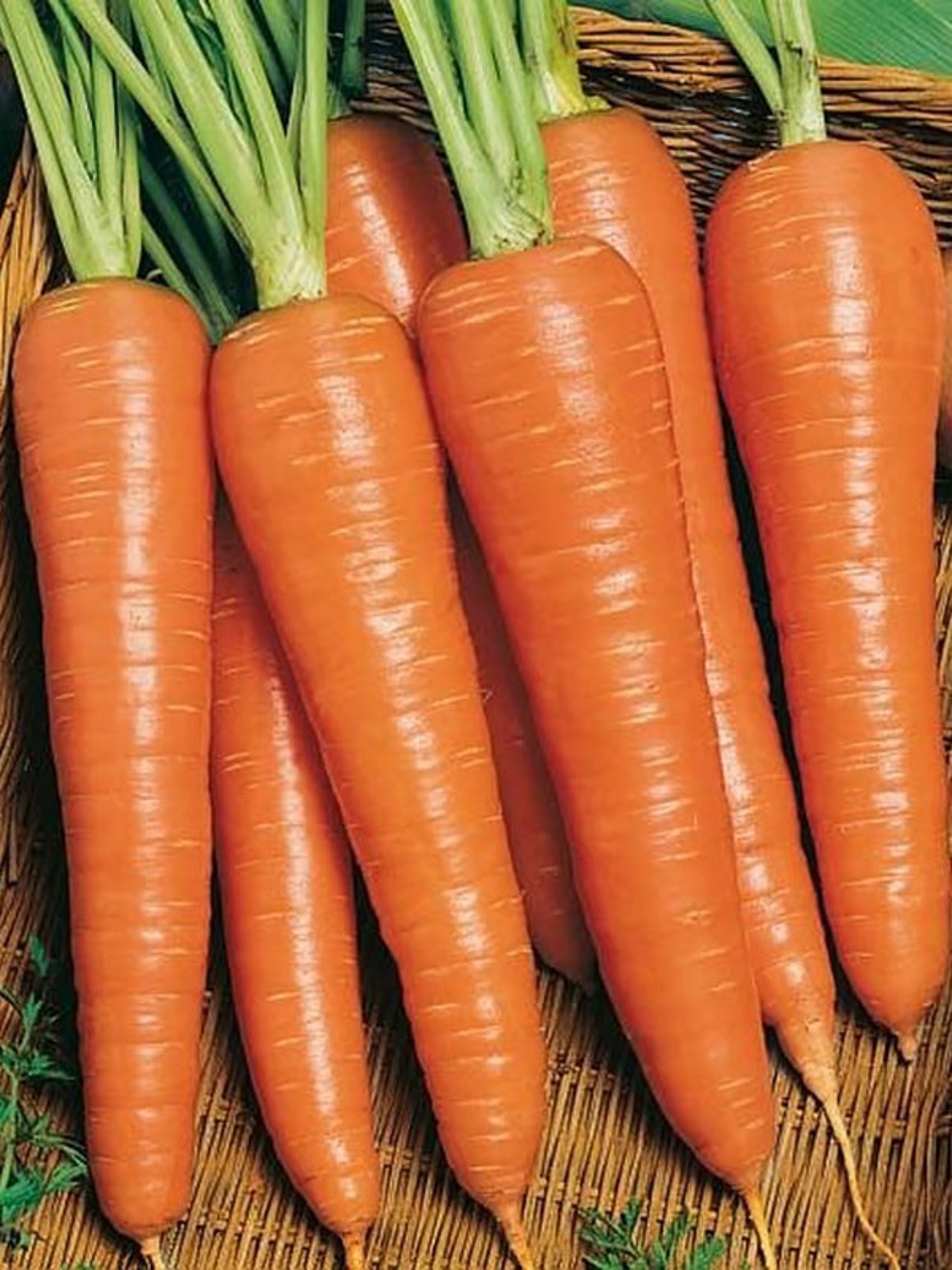 Seeds Carrot Red Giant Vegetable Organic Heirloom Ukraine | Etsy