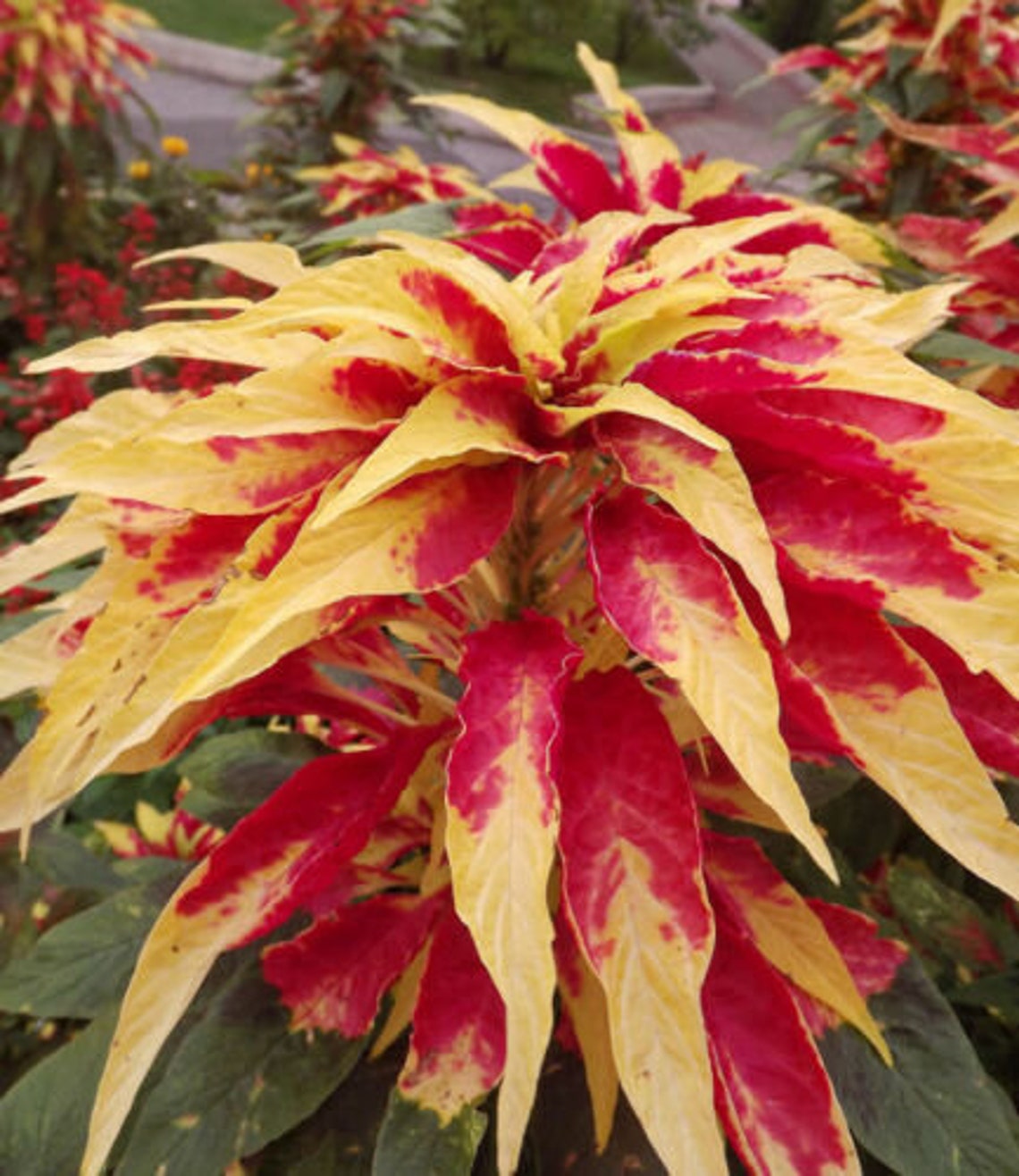 Natural Amaranthus Amaranth Tricolor Illuminations Flower - Etsy Canada