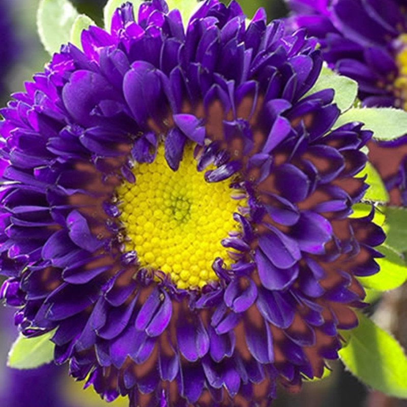 Flor Natural Pompon Aster Valkyrie Seeds Organic Ucrania - Etsy España