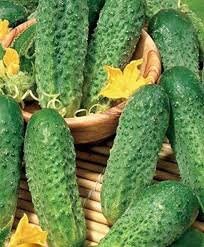 Seeds & Seed Bombs Home & Living Natural Vegeteble Cucumber Danila F1 ...