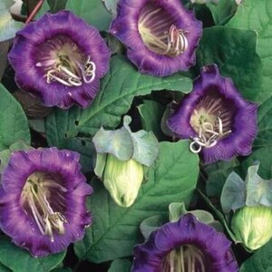 Natural Cobaea Crawling Purple Flower Seeds Organic Ukraine | Etsy