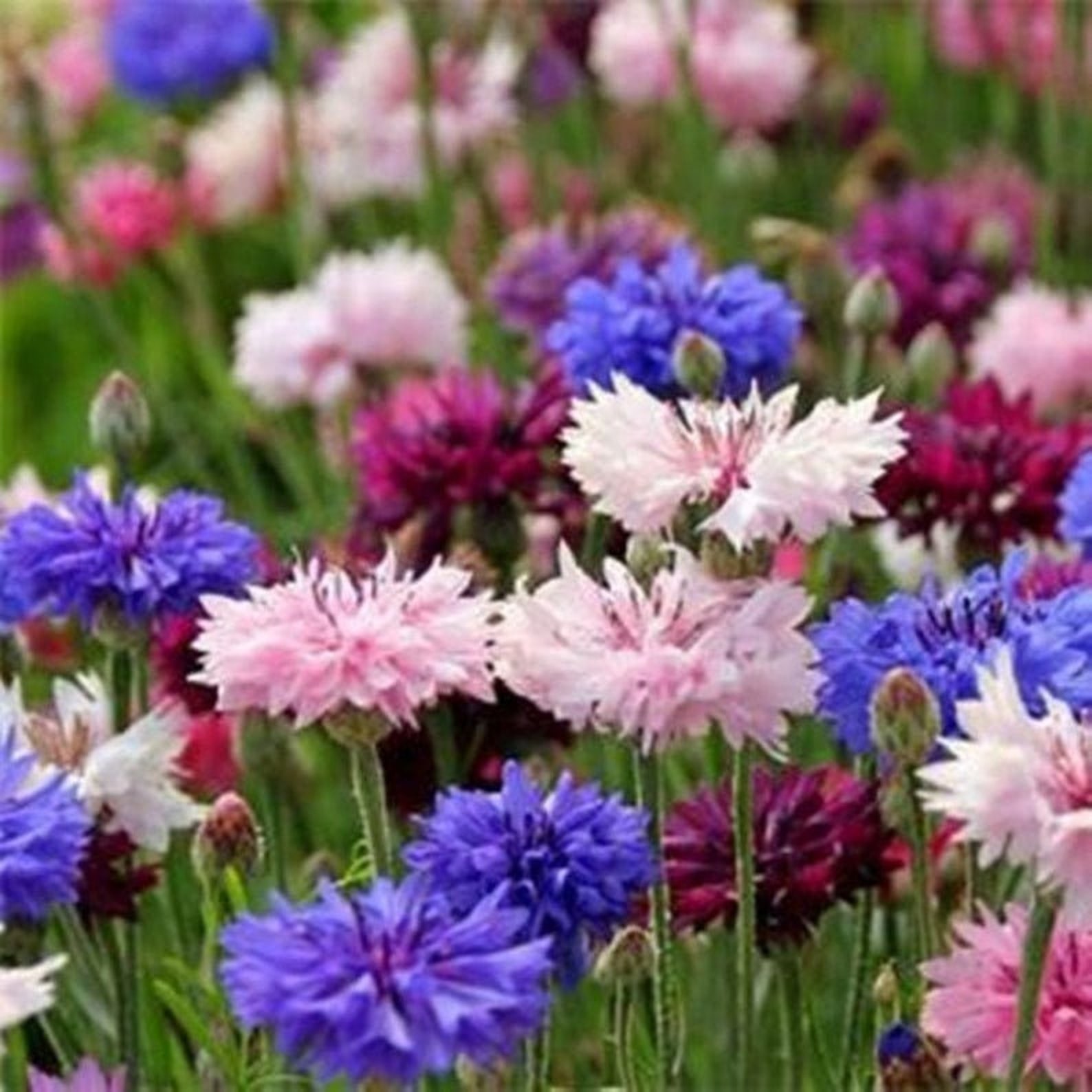 Natural Cornflower Double Mix Heirloom / Open Pollinated Seeds | Etsy