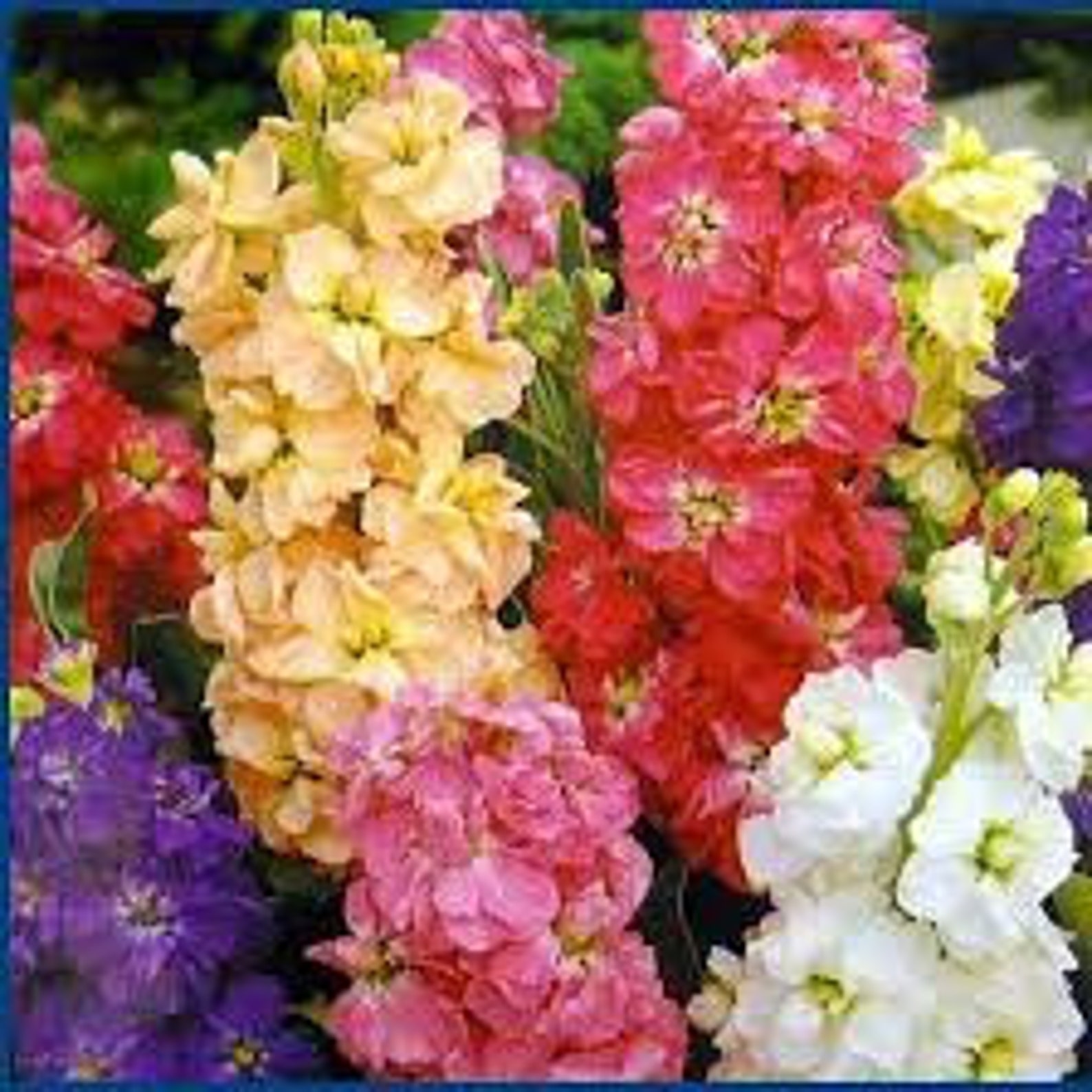 Natural Matthiola Incana Low Mix Flower Seeds Annuals Organic | Etsy