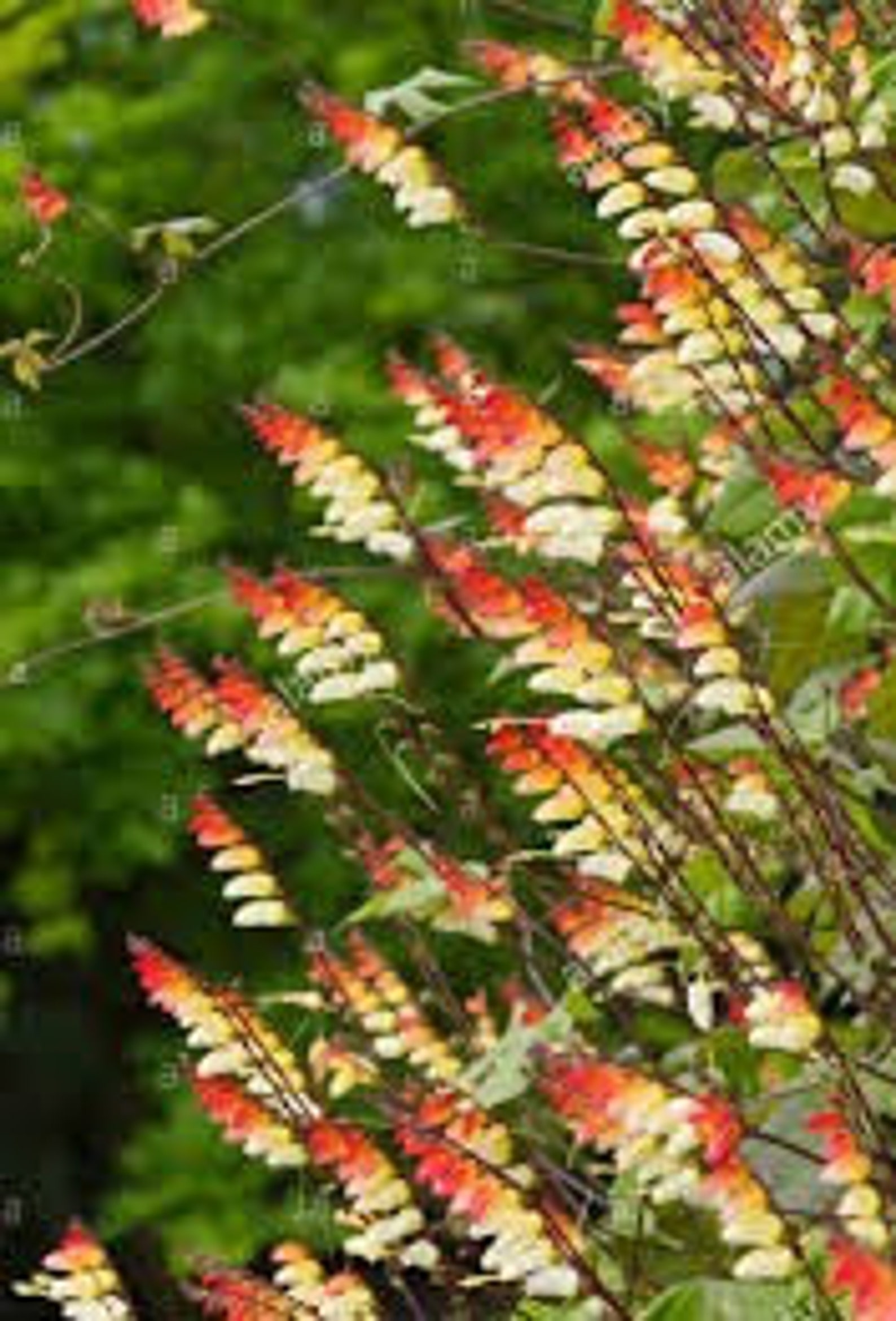 Natural Mina Lobata Quamoclit Spanish Flag Flower Seeds Organic Ukraine ...