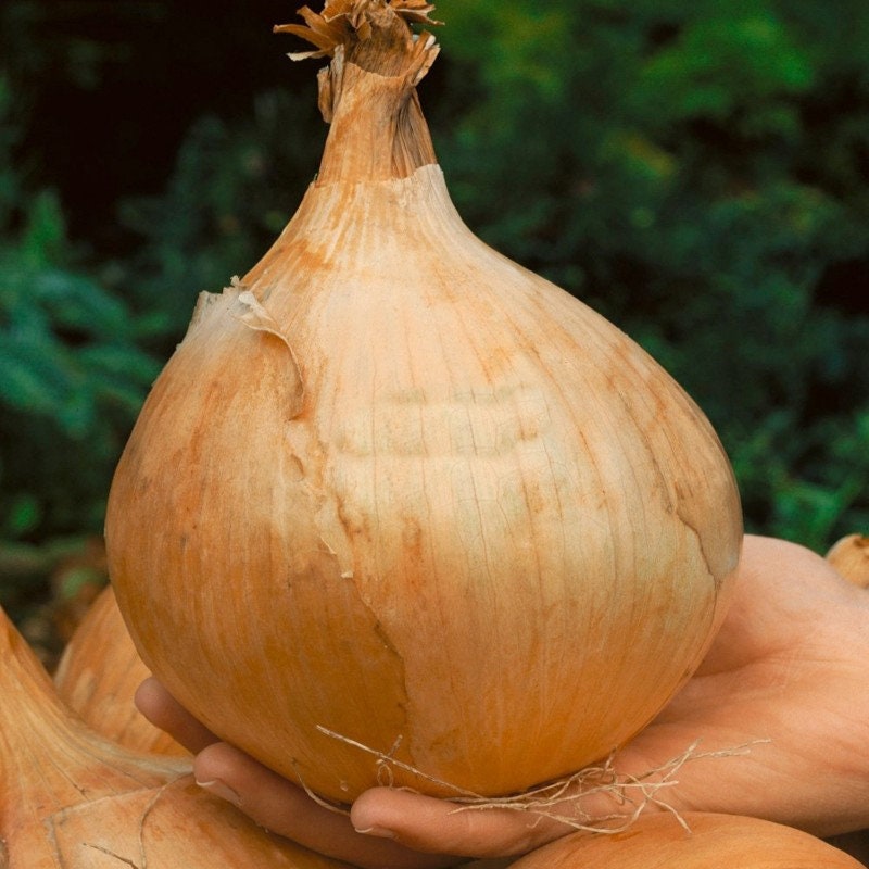 Seeds & Bulbs Home & Hobby Vegetable ONION EXHIBITION Floral & Garden ...