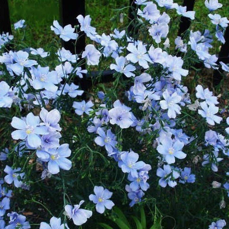 Natural Flax Blue Blue Silk Heirloom / Open Pollinated Seeds | Etsy