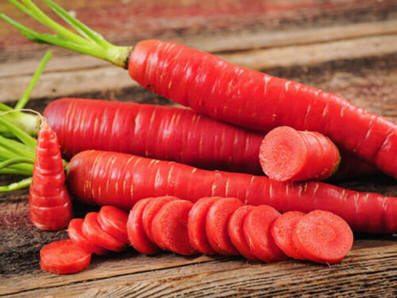 Seeds Carrot Red Giant Vegetable Organic Heirloom Russian | Etsy
