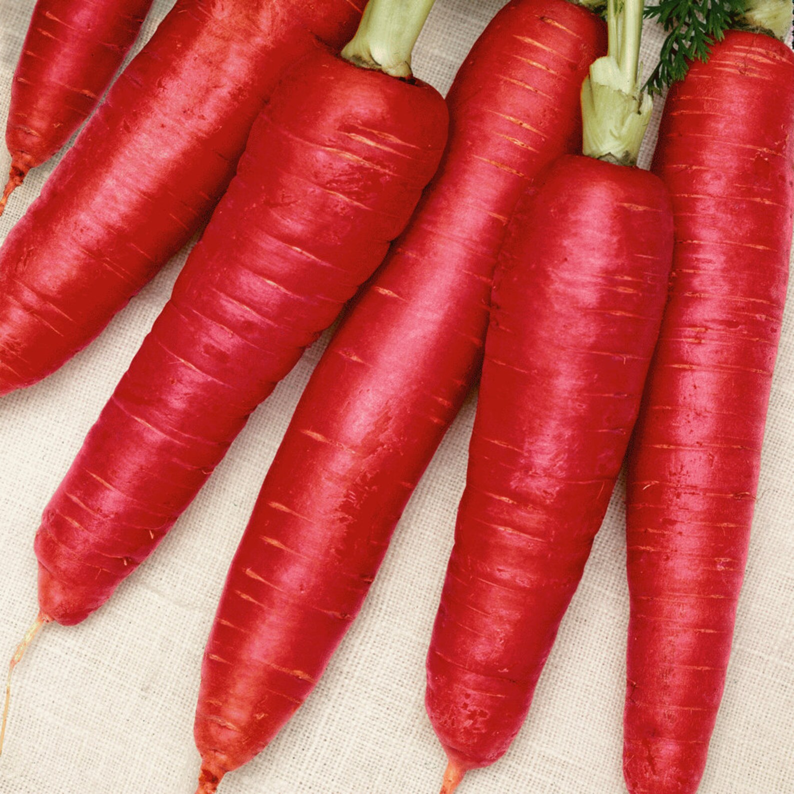 Seeds Carrot Red Giant Vegetable Organic Heirloom Russian | Etsy