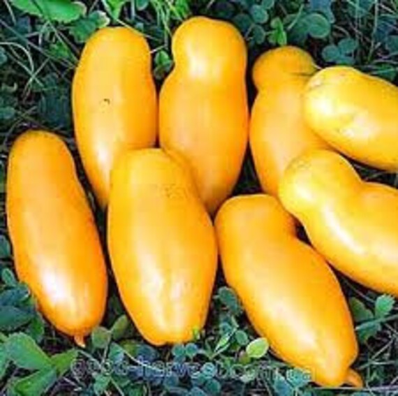 Tomate Natural De-Barao Gold Heirloom / Open Pollinated Seeds | Etsy