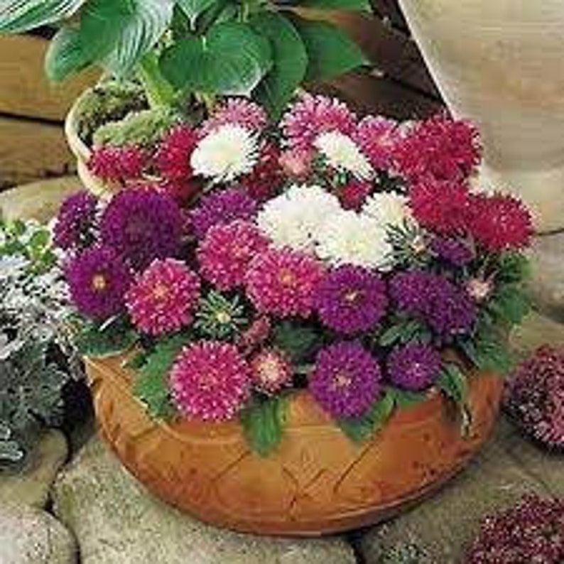 Natural Flower Dwarf Aster Mix Seeds Organic Ukraine | Etsy