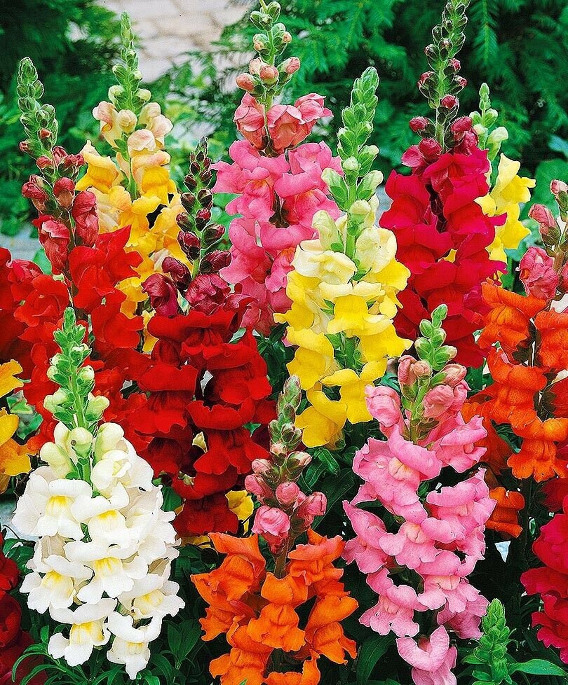Seeds Snapdragon Tall Mix Flowers Outdoor Annual Garden Cut - Etsy