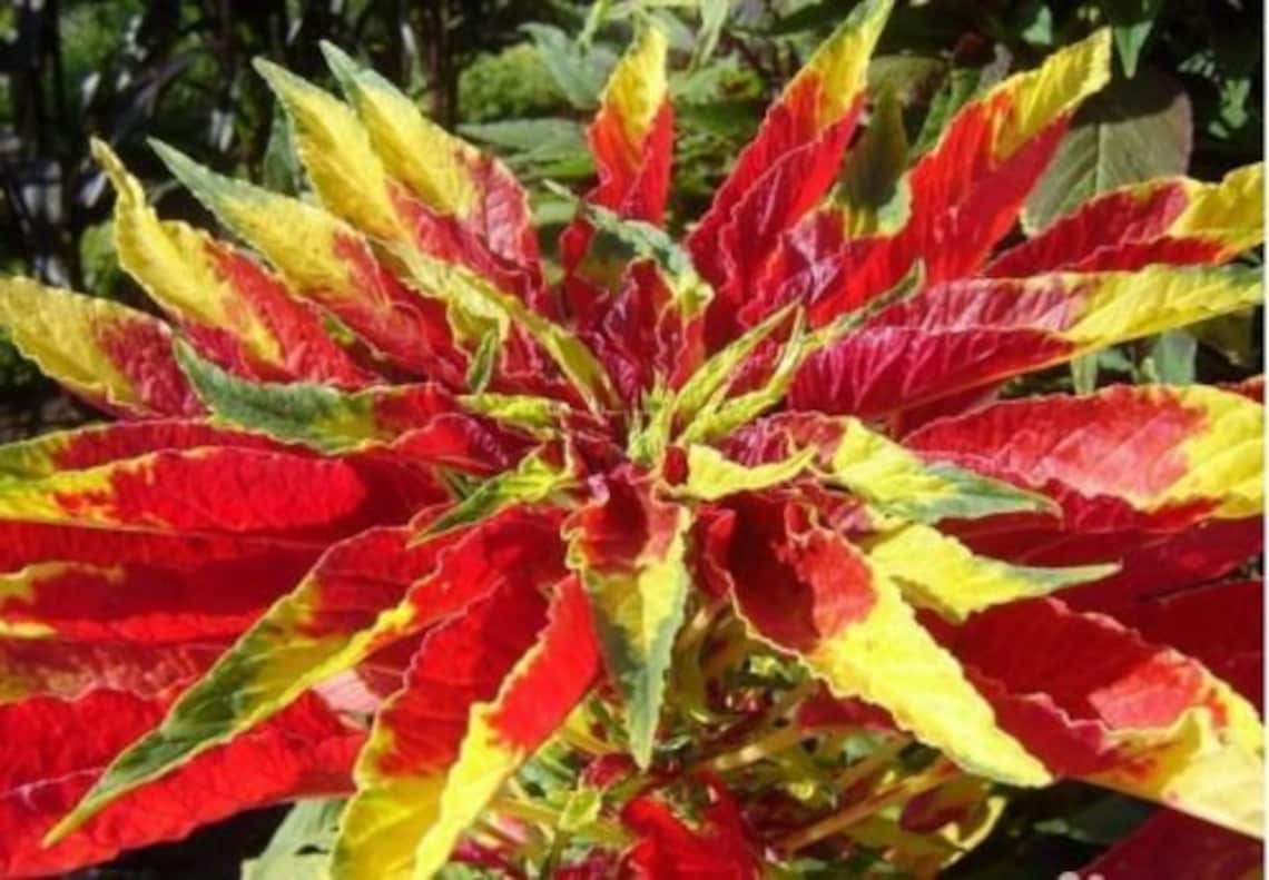 Natural Amaranthus Amaranth Tricolor Illuminations Flower - Etsy Canada