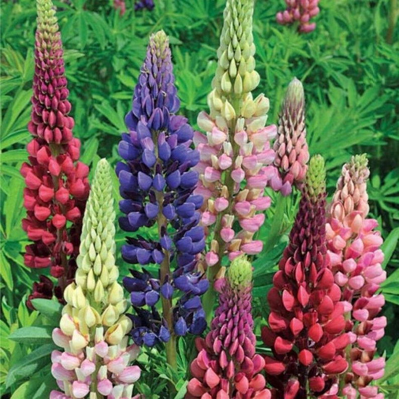 Semillas de flores Lupin Mix Gigante Perenne Al aire libre - Etsy España
