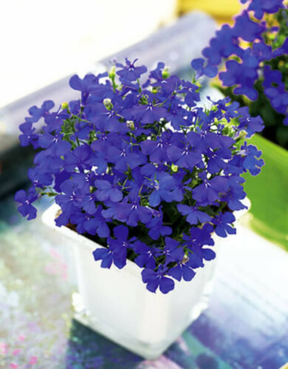 Flower Seeds Lobelia Blue Cascade Flower Annual Indoor Garden | Etsy