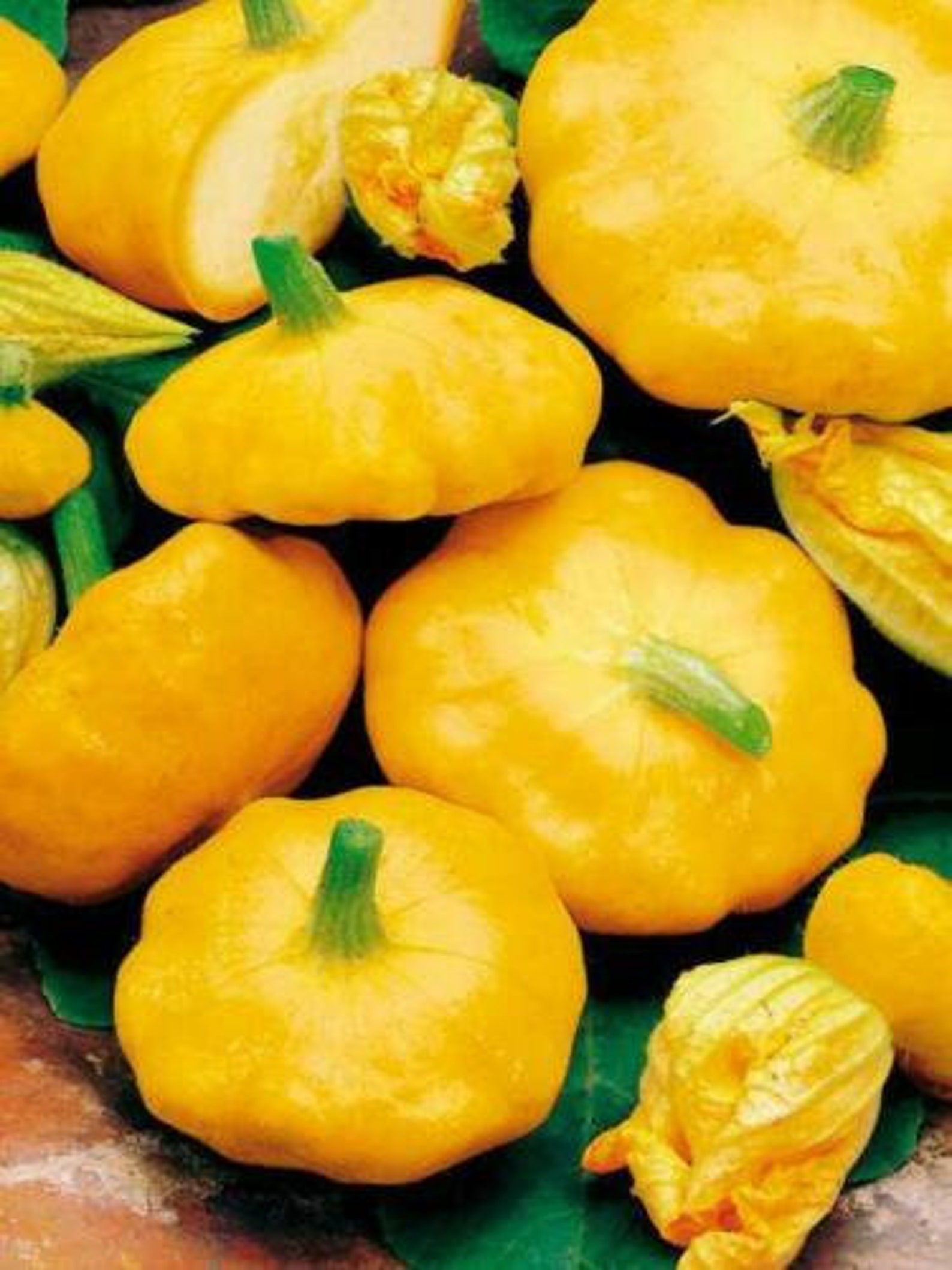 Samen Squash Zucchini Patison Gelb Gemüse Bio-Erbstück der Ukraine ...
