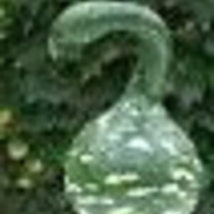 Natural Lagenaria Cobra Seeds Heirloom Vegetable Seed Annuals - Etsy