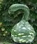 Natural Lagenaria Cobra Seeds Heirloom Vegetable Seed Annuals - Etsy