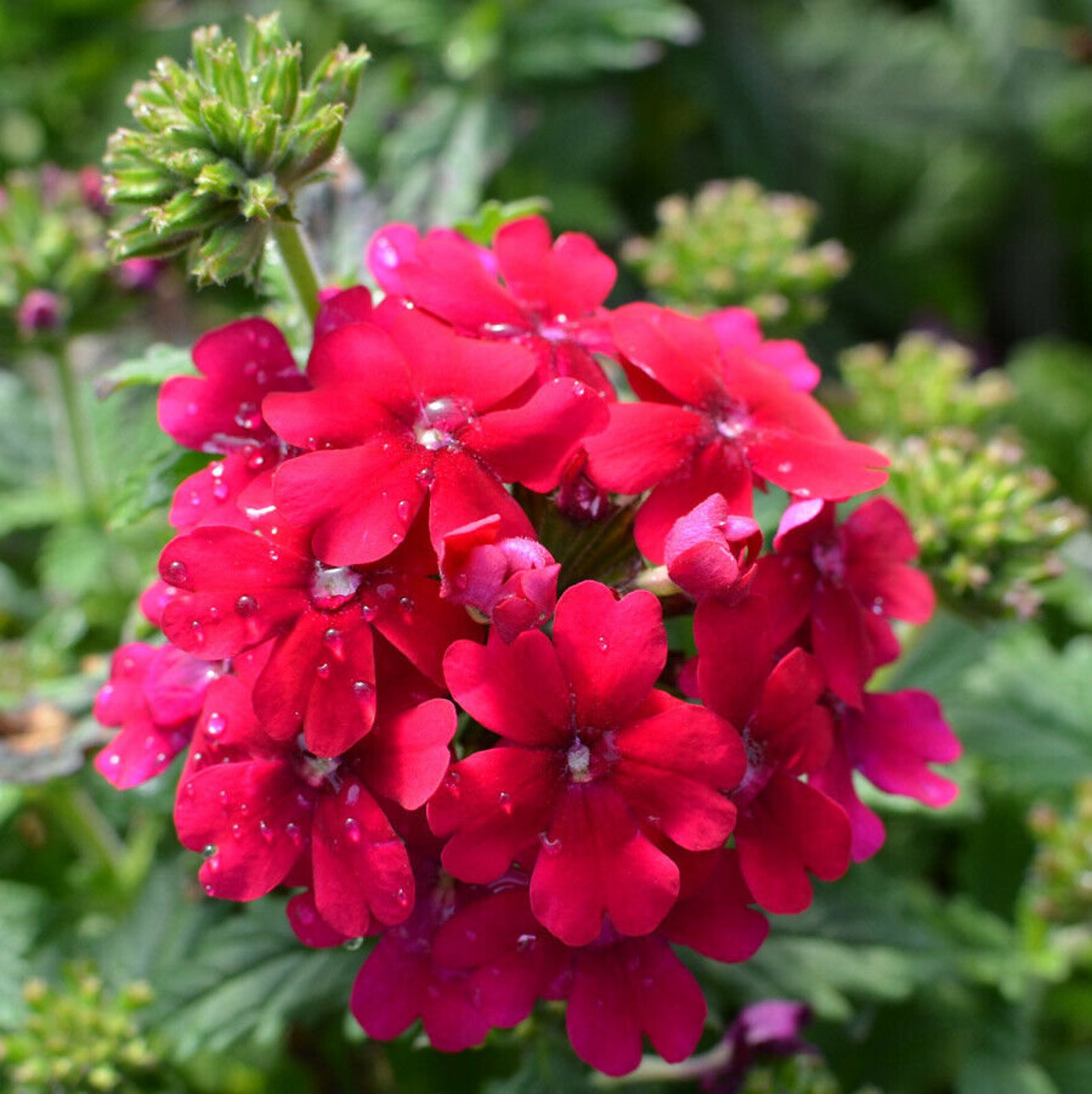 Seeds Verbena Red Flower Annual Indoor Balcony Garden Cut | Etsy
