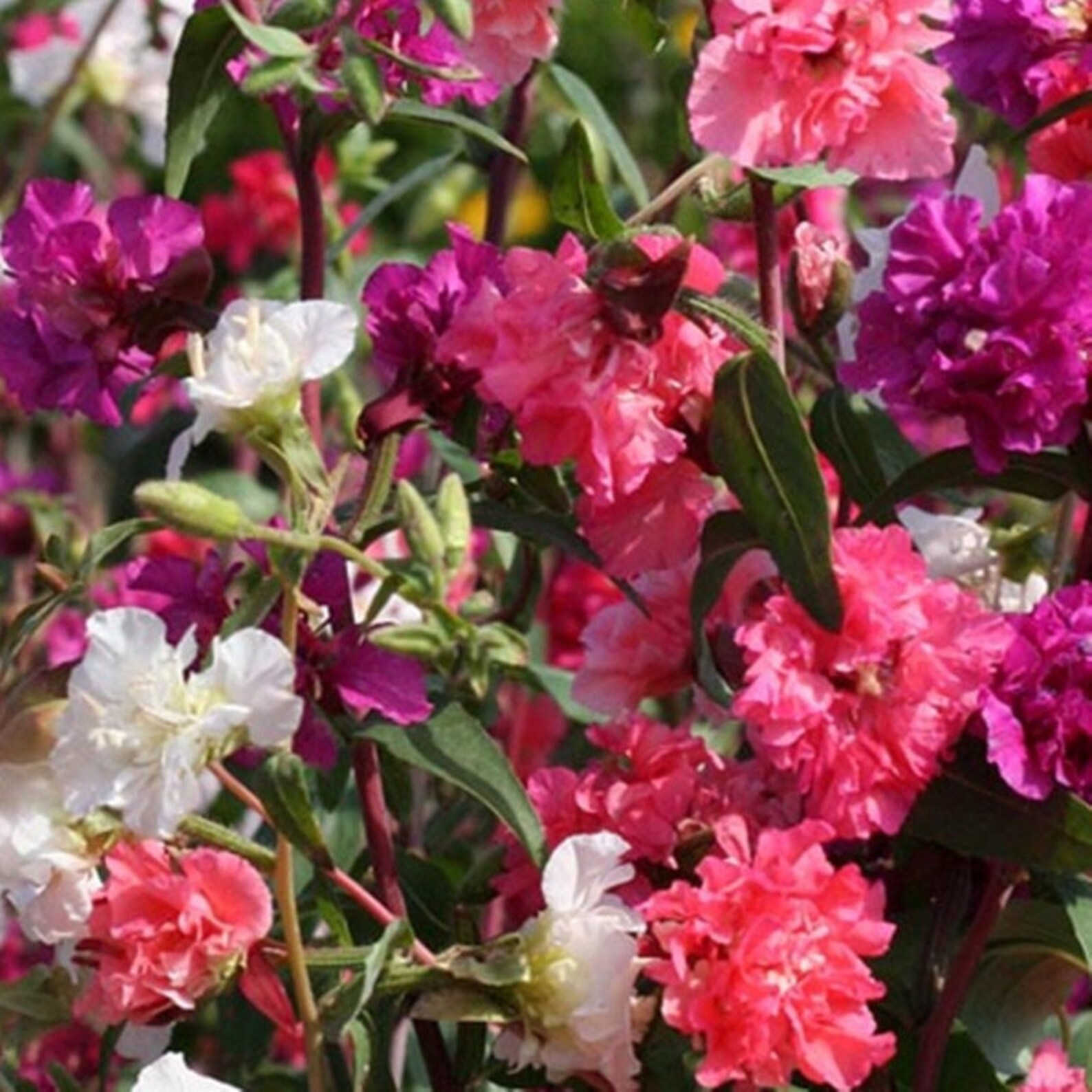 Natural Flower Clarkia Double Pretty Mix Seeds Organic Ukraine | Etsy