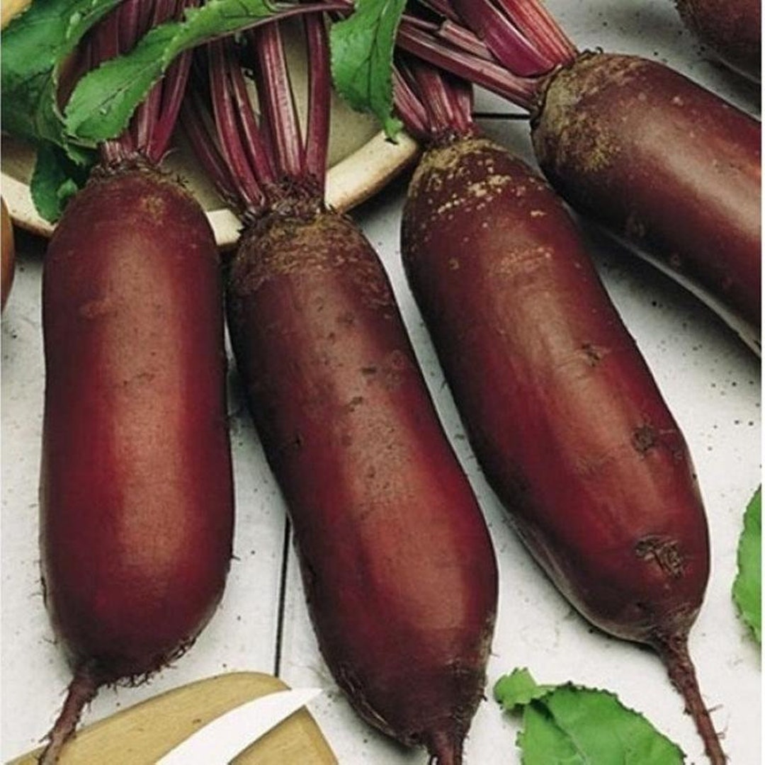 Natural Beetroot Rival Heirloom / Open Pollinated Seeds NON - Etsy Denmark