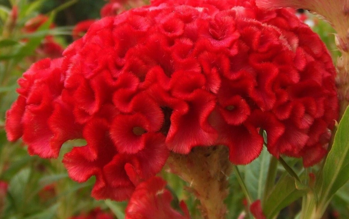 Natural Celosia Bullfighter Flower Seeds Organic Ukraine | Etsy